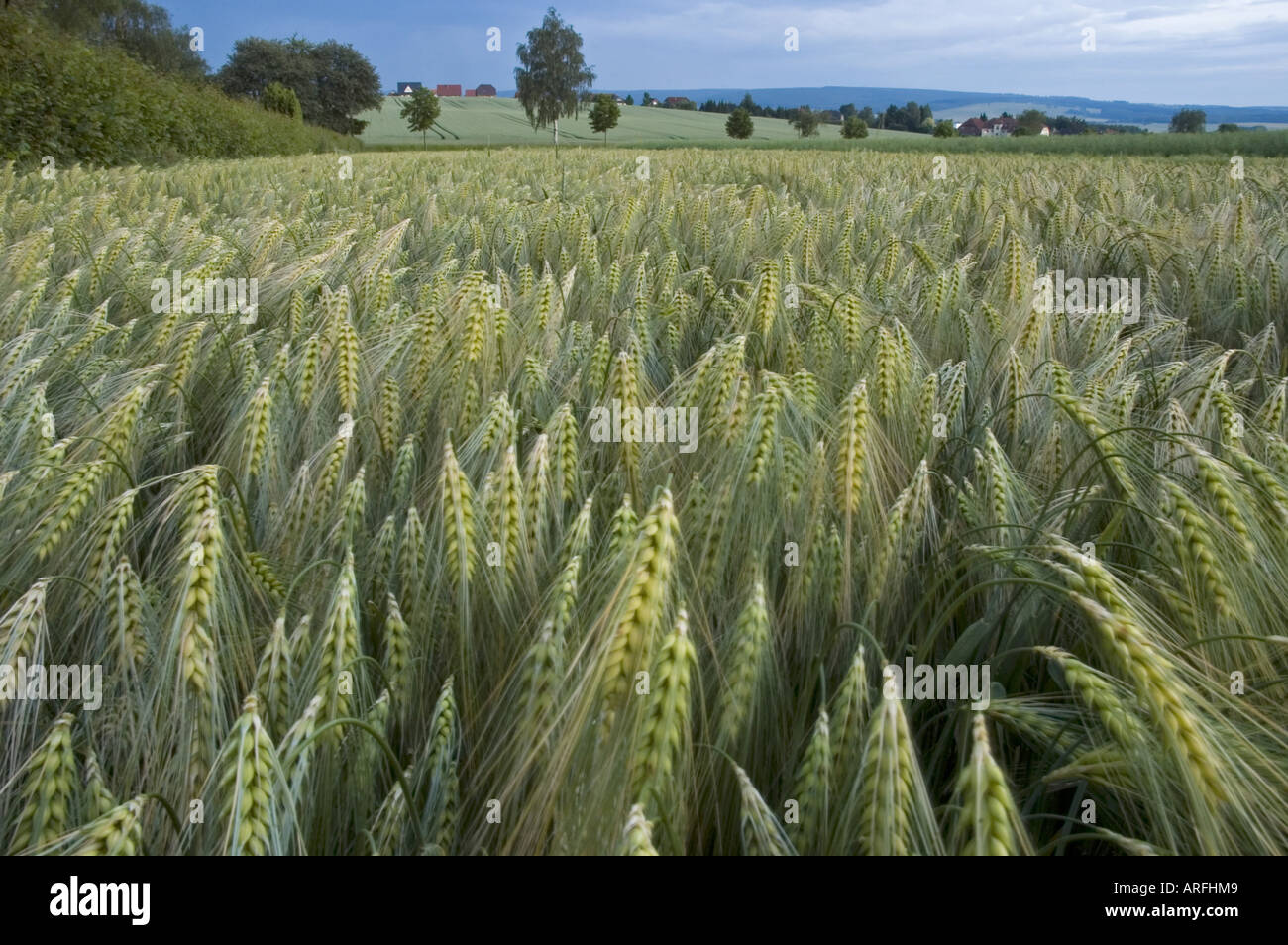common barley, six-rowed barley (Hordeum vulgare), barley field Stock ...