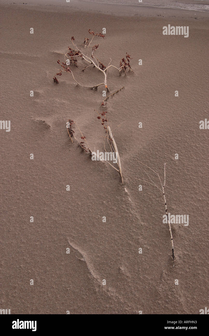Floated tree hi-res stock photography and images - Alamy
