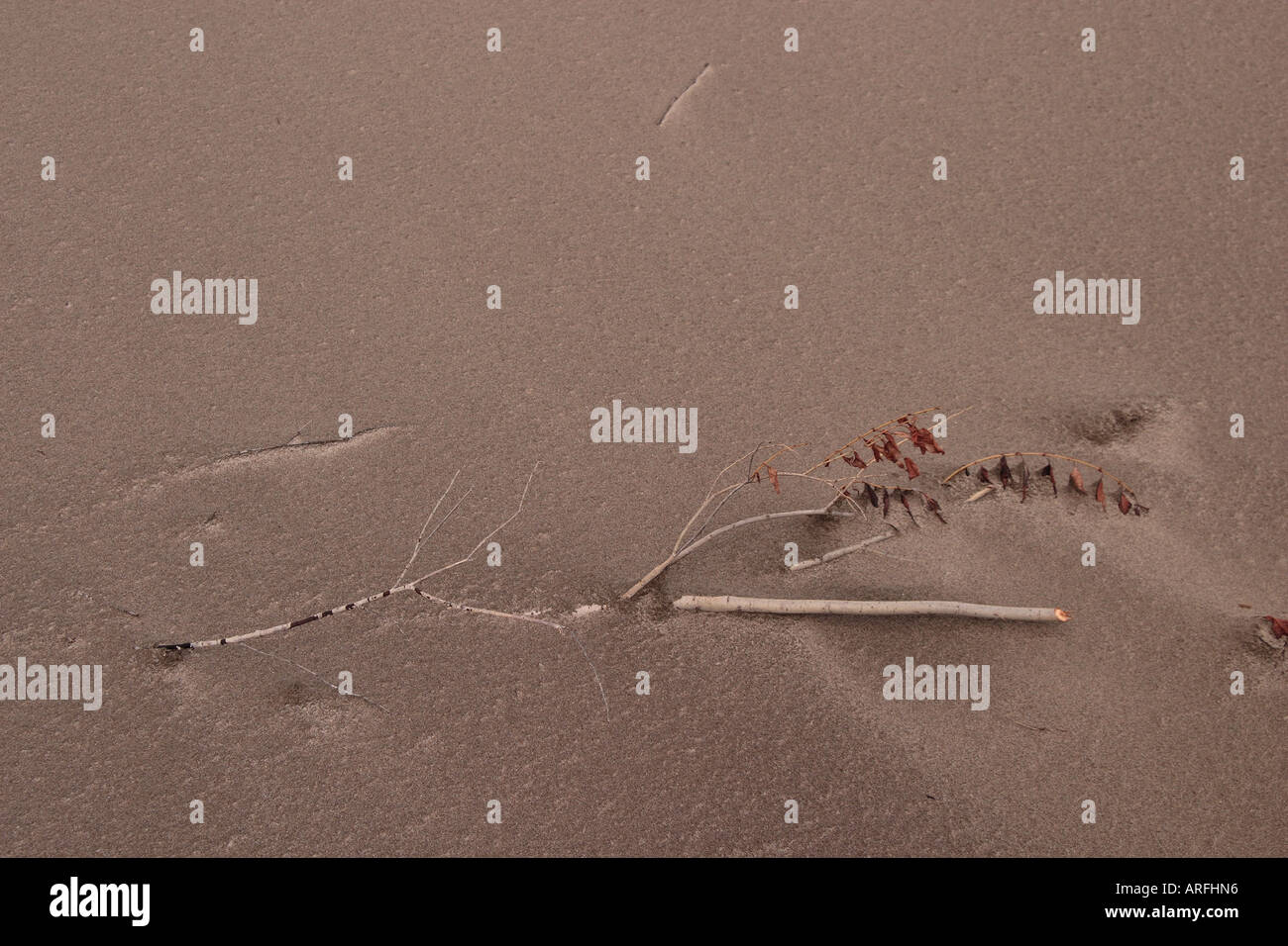 Tree buried in sand Stock Photo - Alamy