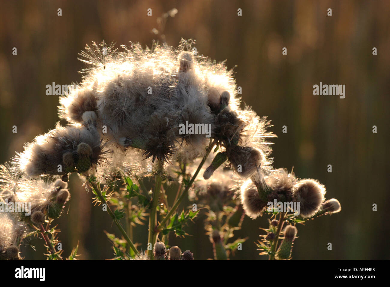 Russian thistle hi-res stock photography and images - Alamy