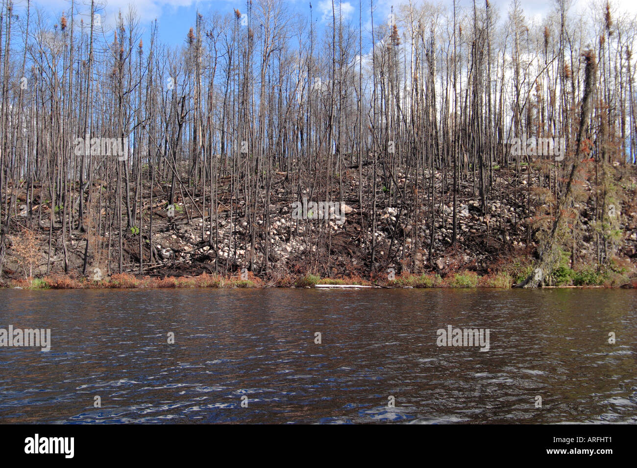 Forest fire damage Stock Photo - Alamy