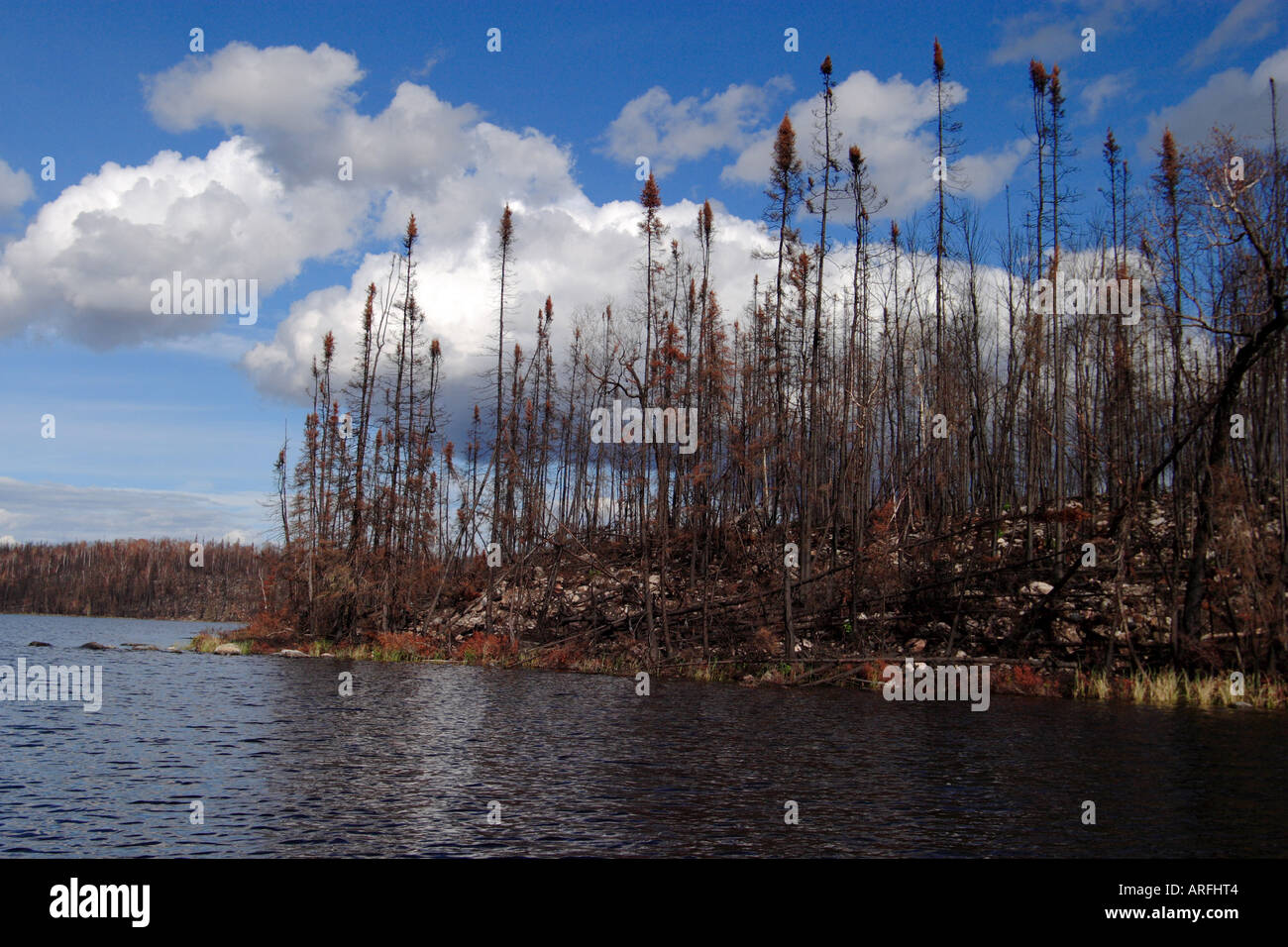 Forest fire damage Stock Photo - Alamy