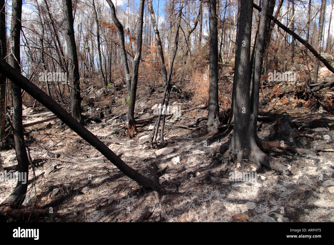 Forest fire damage Stock Photo - Alamy