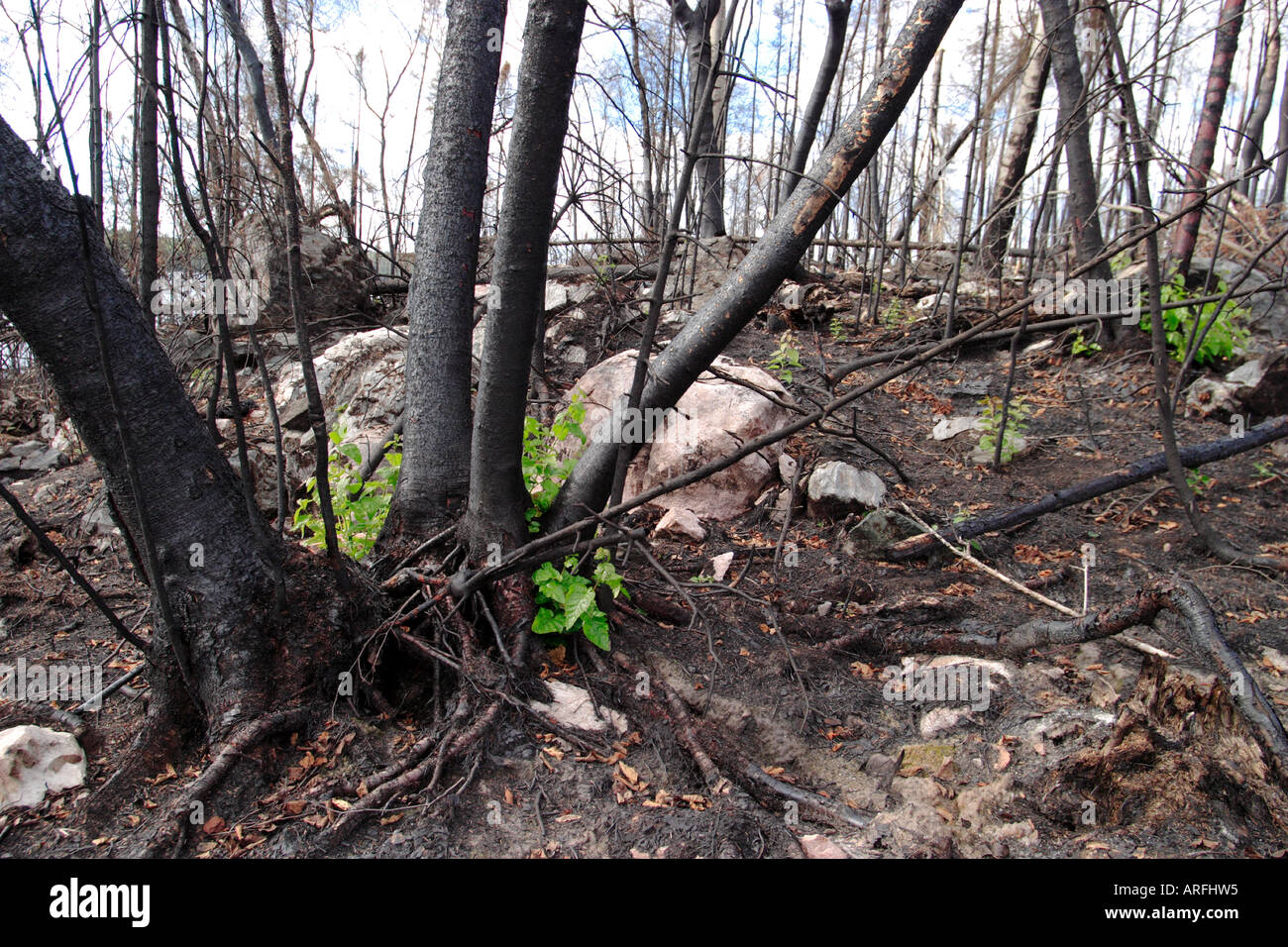 New growth after forest fire Stock Photo - Alamy