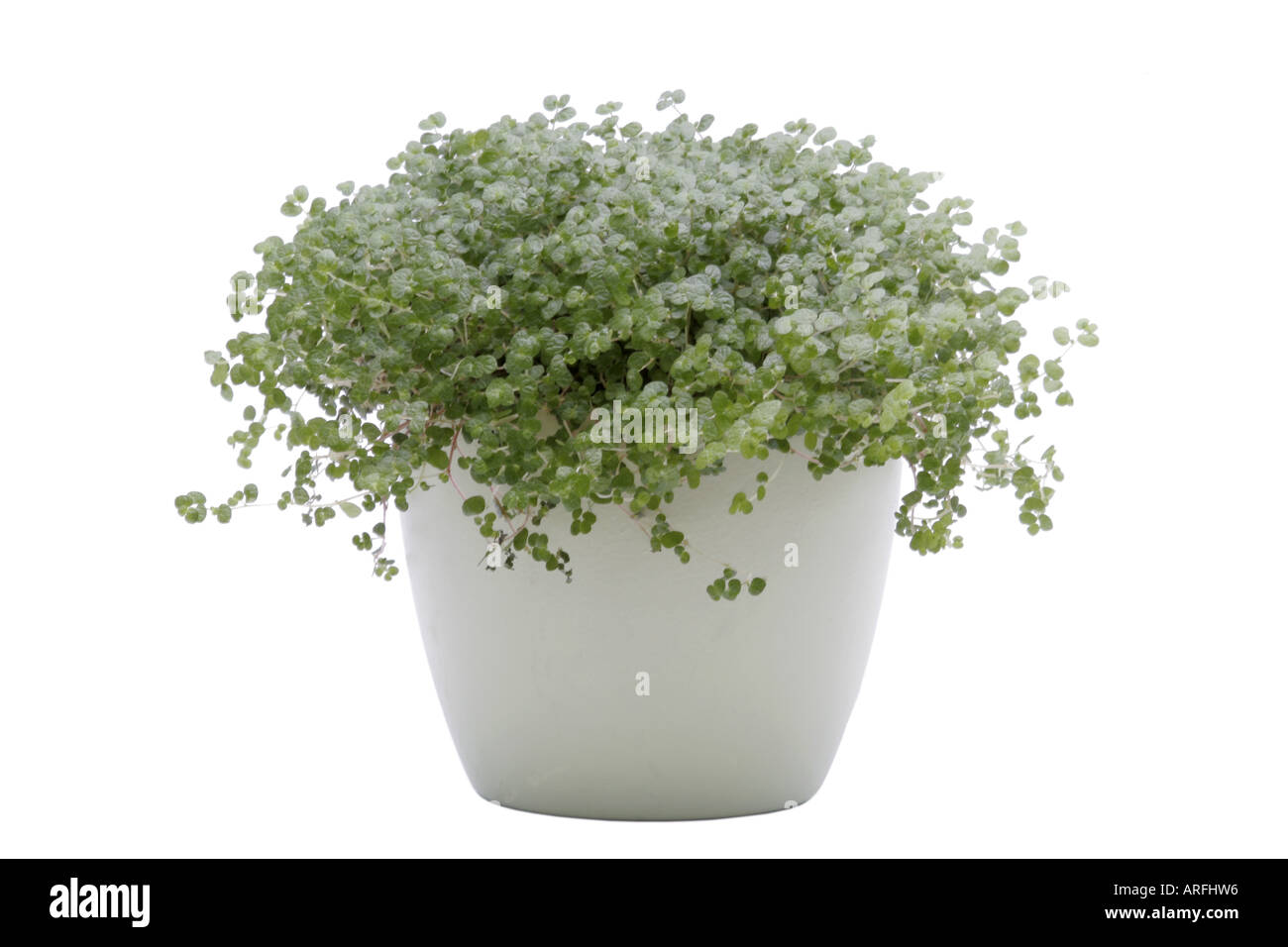 Angels'Tears, Baby's Tears (Soleirolia soleirolii), potted plant Stock ...