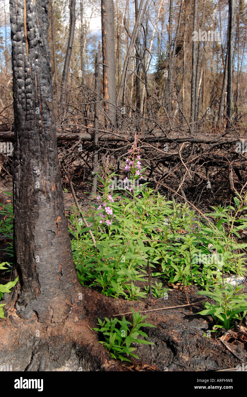 New growth after forest fire Stock Photo - Alamy