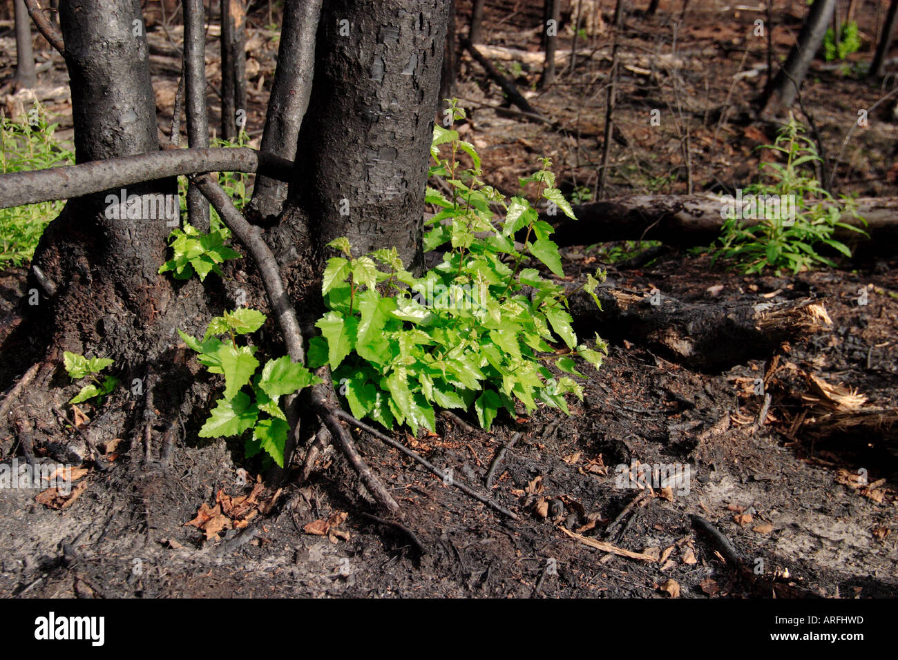 New growth after forest fire Stock Photo - Alamy