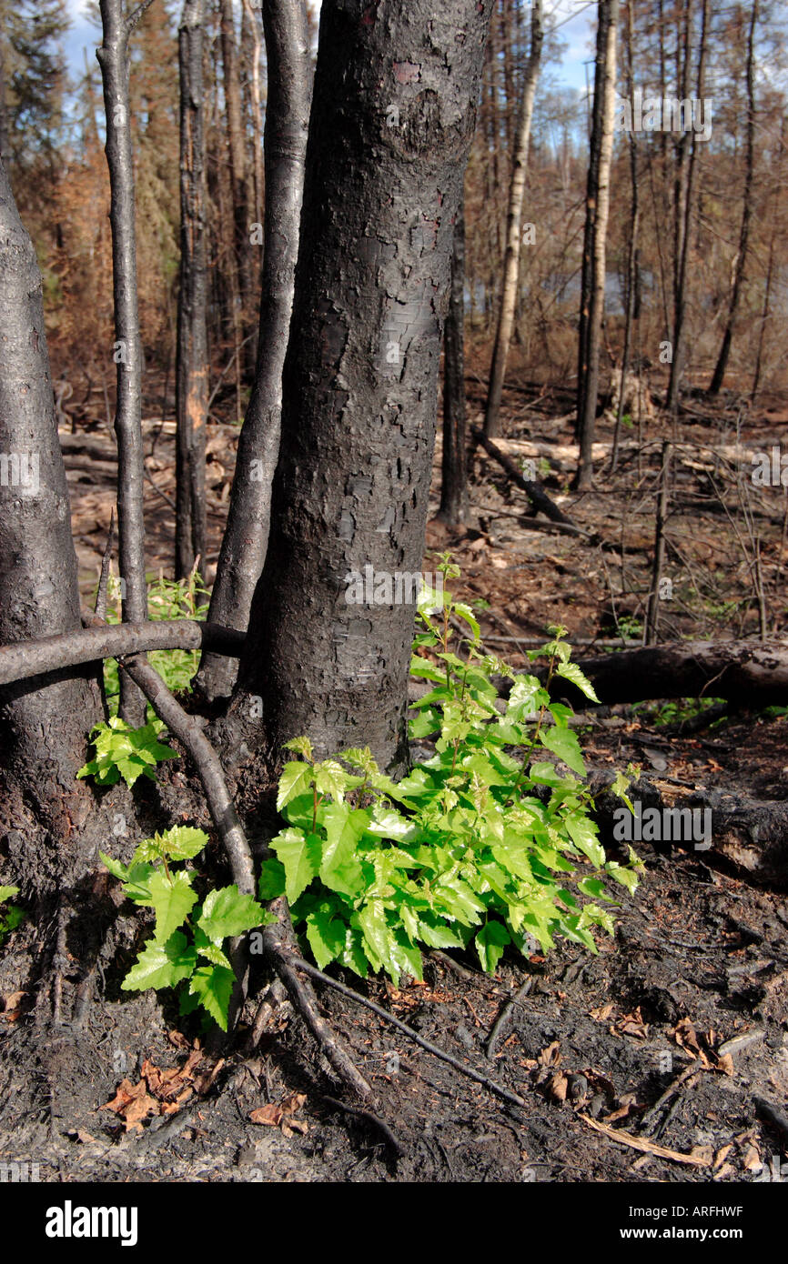 New growth after forest fire Stock Photo - Alamy
