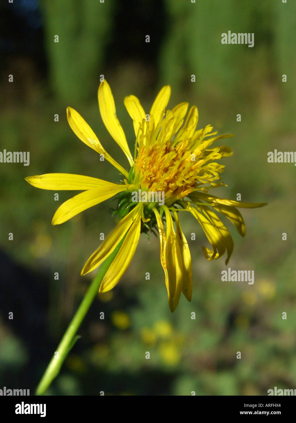 Lingulate flowers High Resolution Stock Photography and Images - Alamy