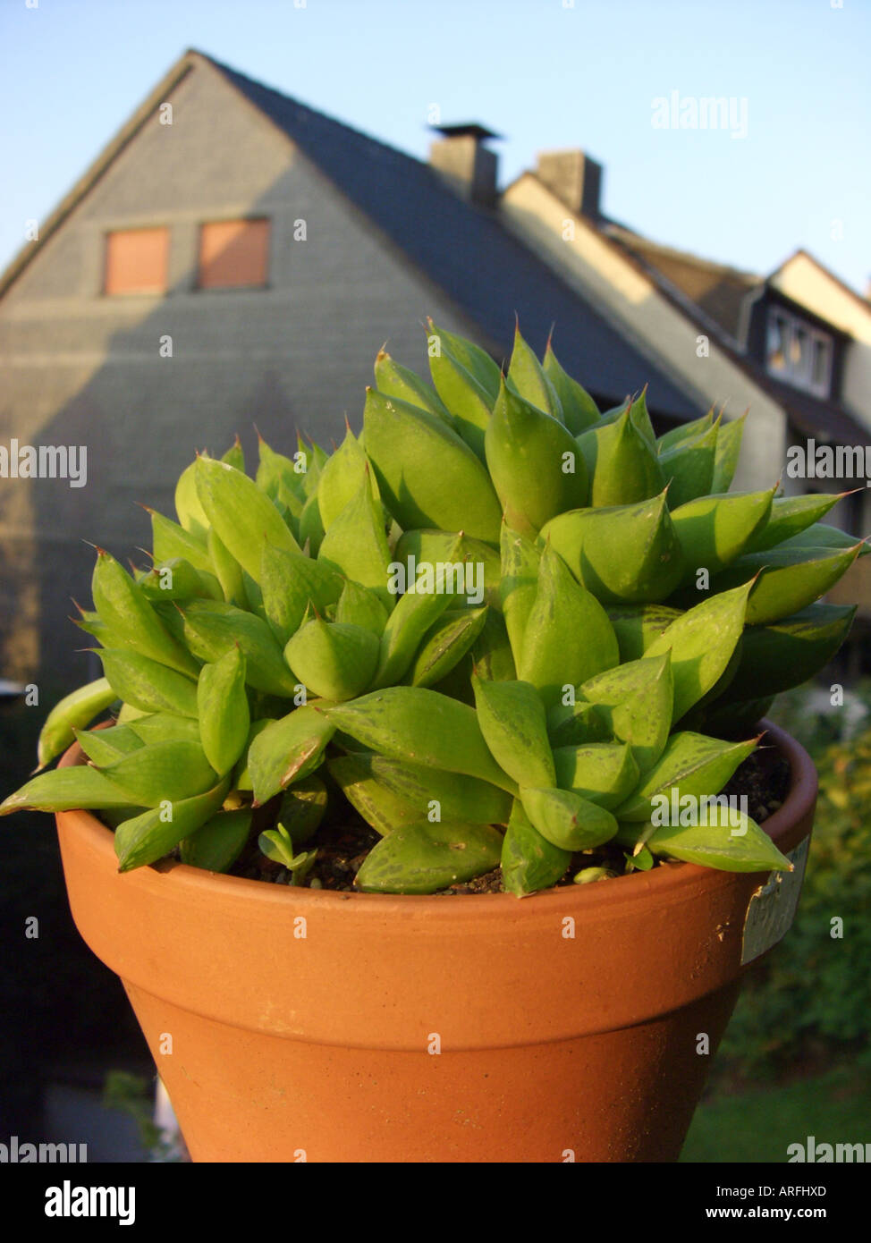 Cathedral Window (Haworthia cymbiformis), potted plant on a windowsill ...