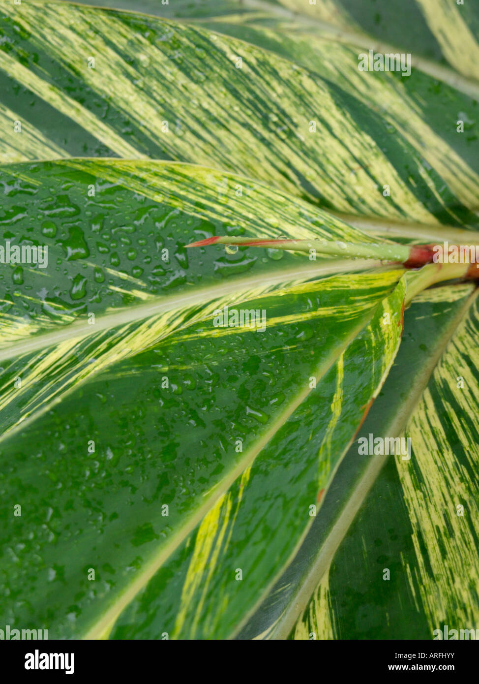 Shell ginger (Alpinia zerumbet 'Variegata' Stock Photo - Alamy