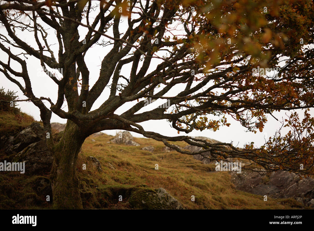 Fall Tree Growing on Mountainside in Connemara County Galway Republic ...