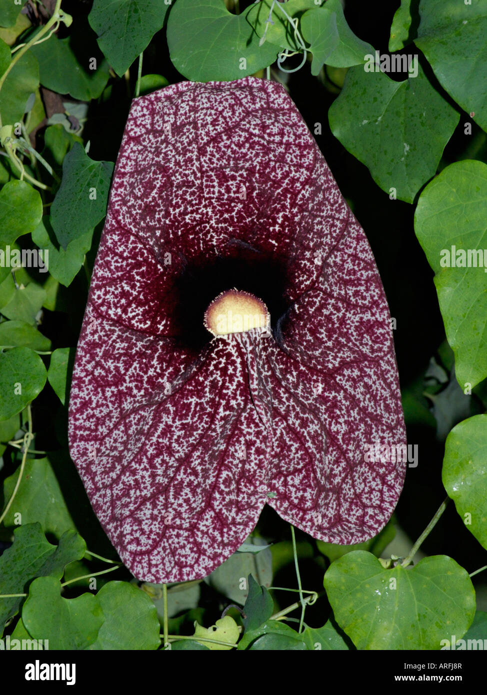 Pelican flower (Aristolochia grandiflora Stock Photo - Alamy