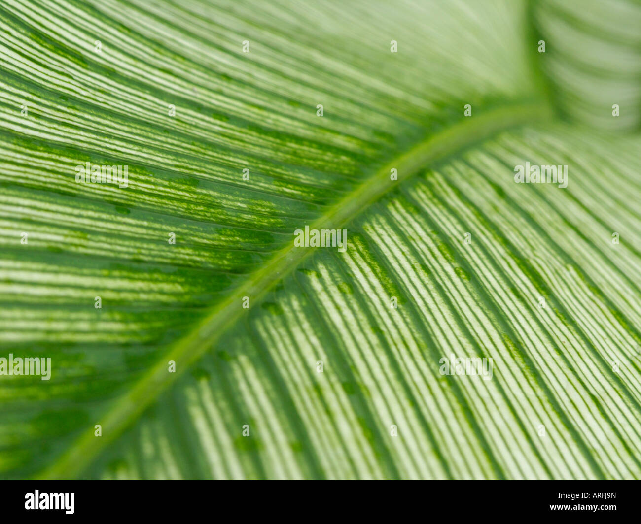 Indian shot (Canna indica Stock Photo - Alamy