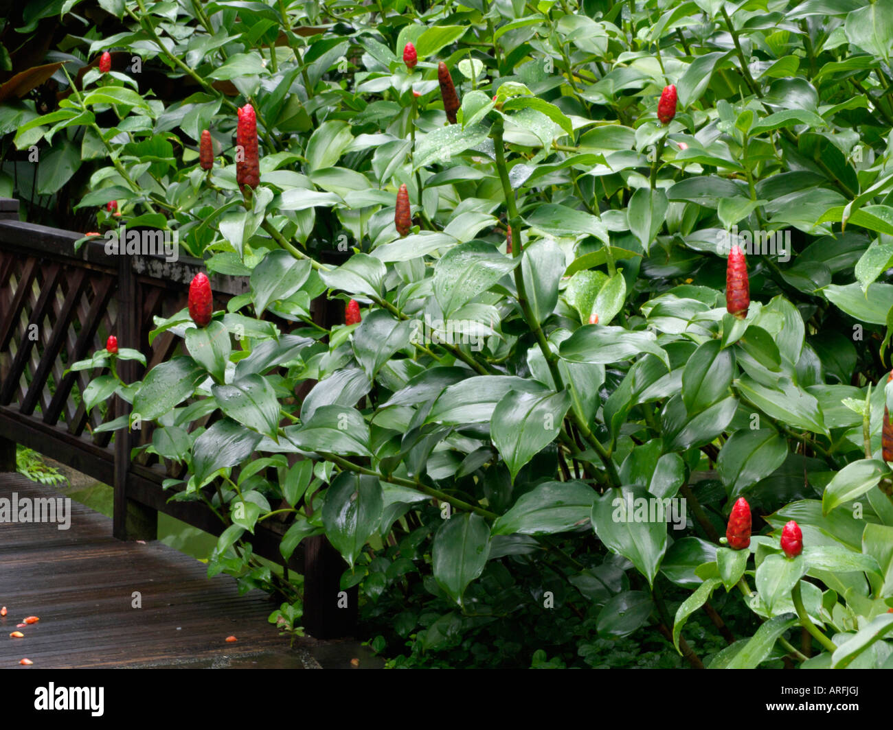 Spiral ginger (Costus Stock Photo - Alamy