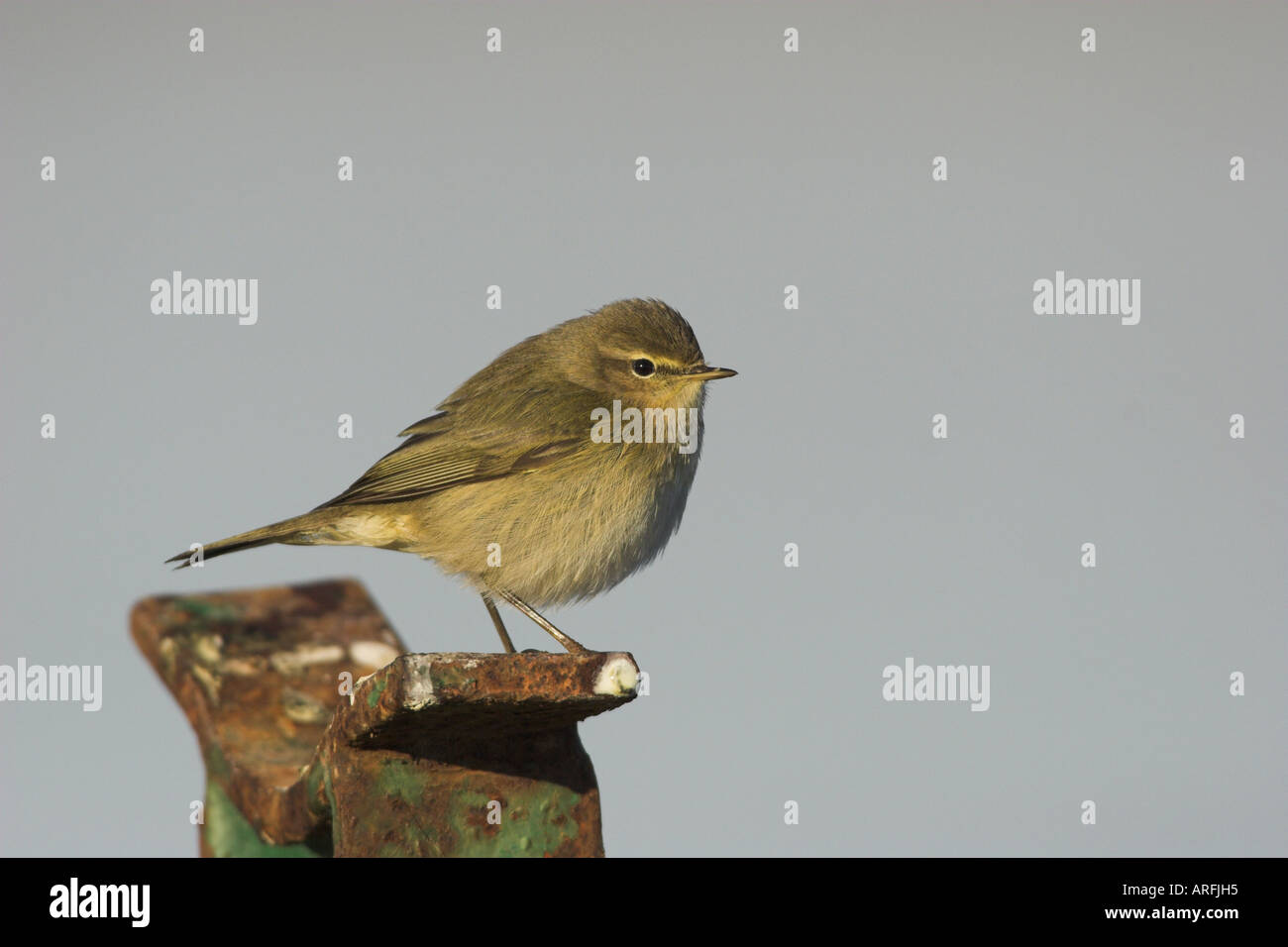 Chiffchaff photography hi-res stock photography and images - Alamy