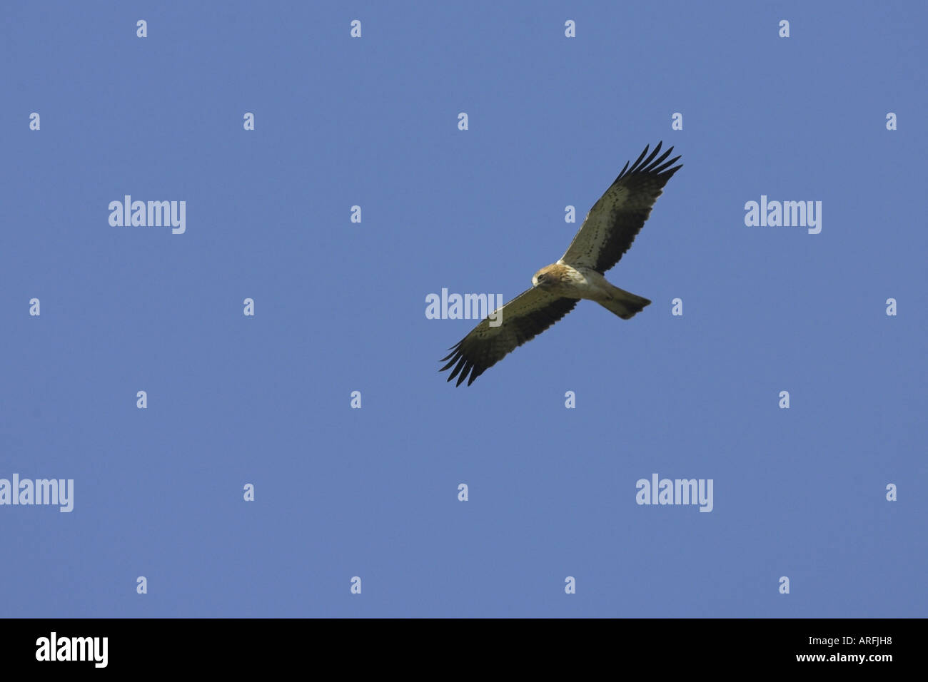 booted eagle (Hieraaetus pennatus), fliegend, Spain Stock Photo - Alamy