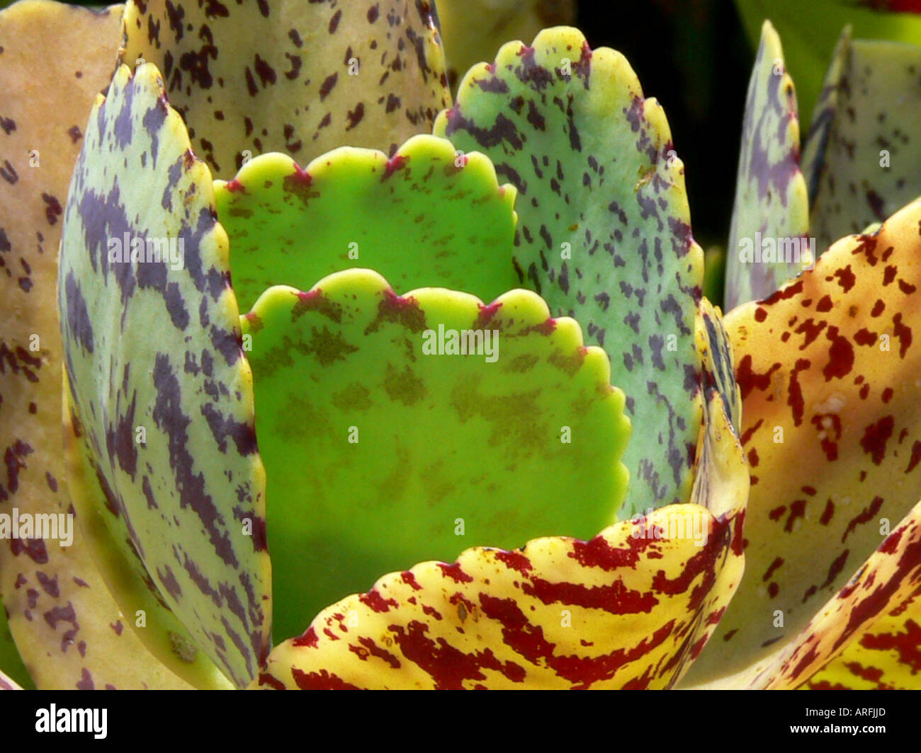 Penwiper hi-res stock photography and images - Alamy