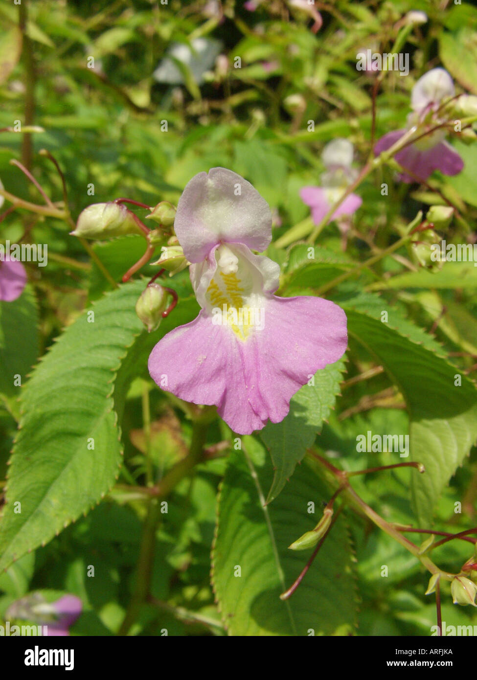 Impatiens balsamina hi-res stock photography and images - Alamy