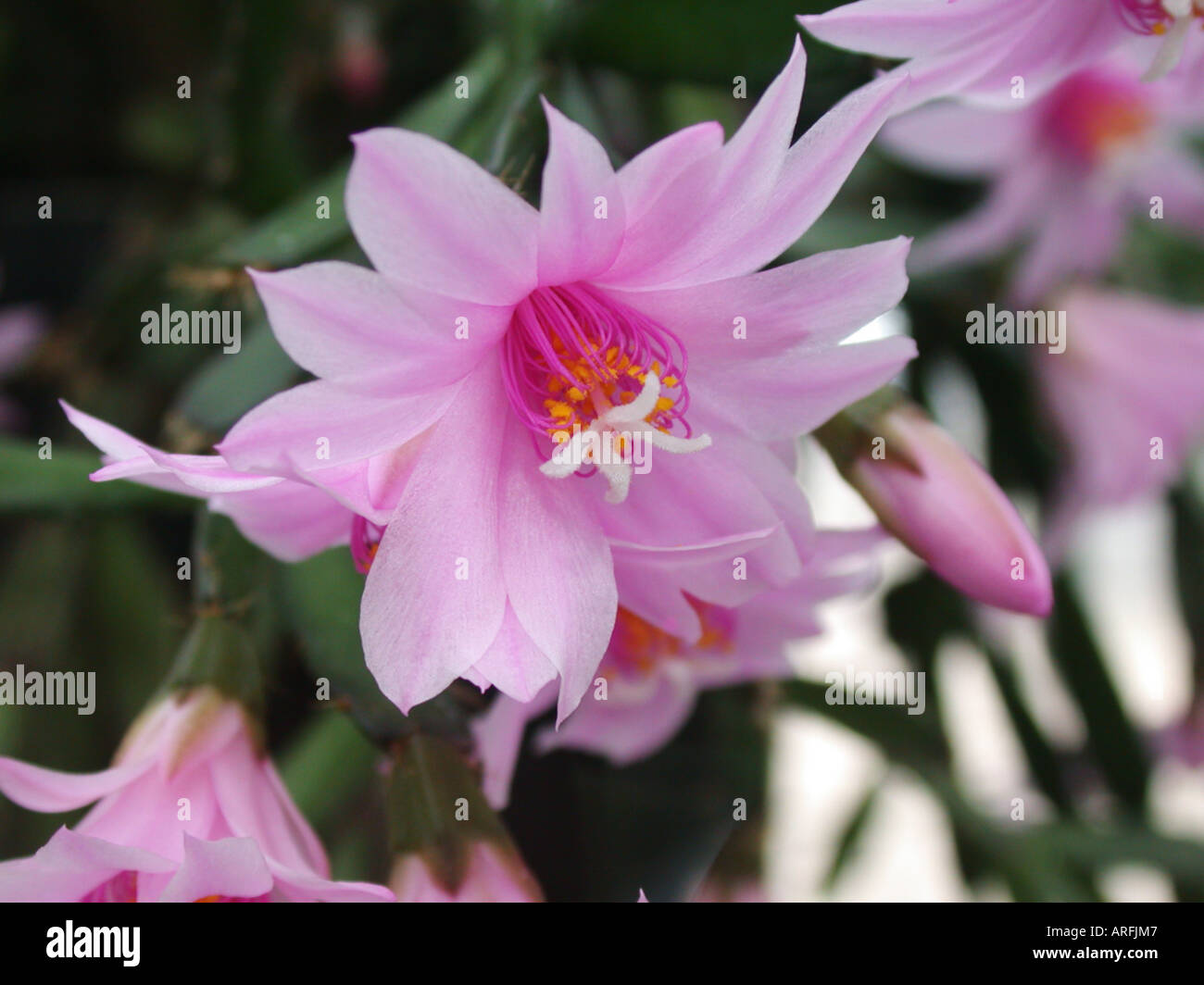Cactus rhipsalidopsis rosea hi-res stock photography and images - Alamy