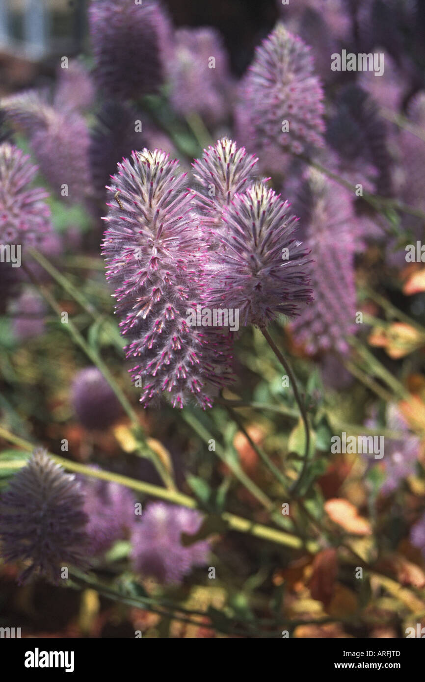 Mulla mulla western australia hi-res stock photography and images - Alamy