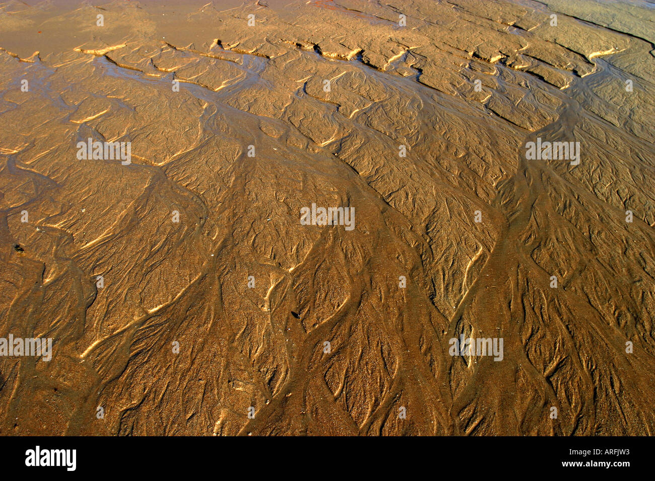 Golden Rivers in the Sand, Australia, Western Australia, Kimberley ...