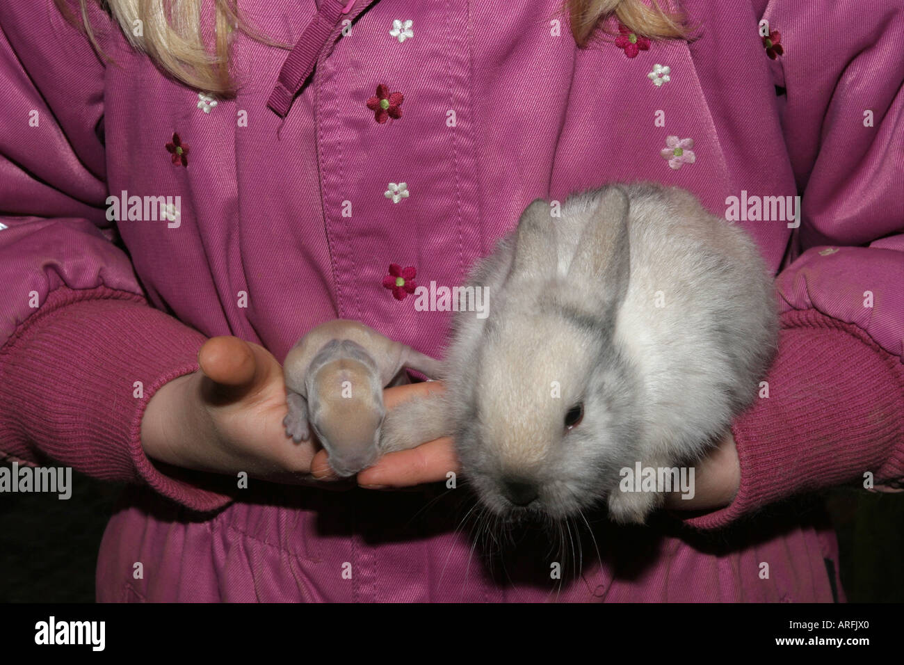 dwarf rabbit (Oryctolagus cuniculus f. domestica), five days and five ...