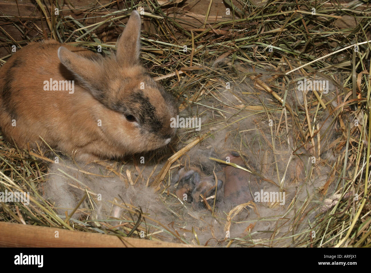 Rabbit mother babies hi-res stock photography and images - Alamy