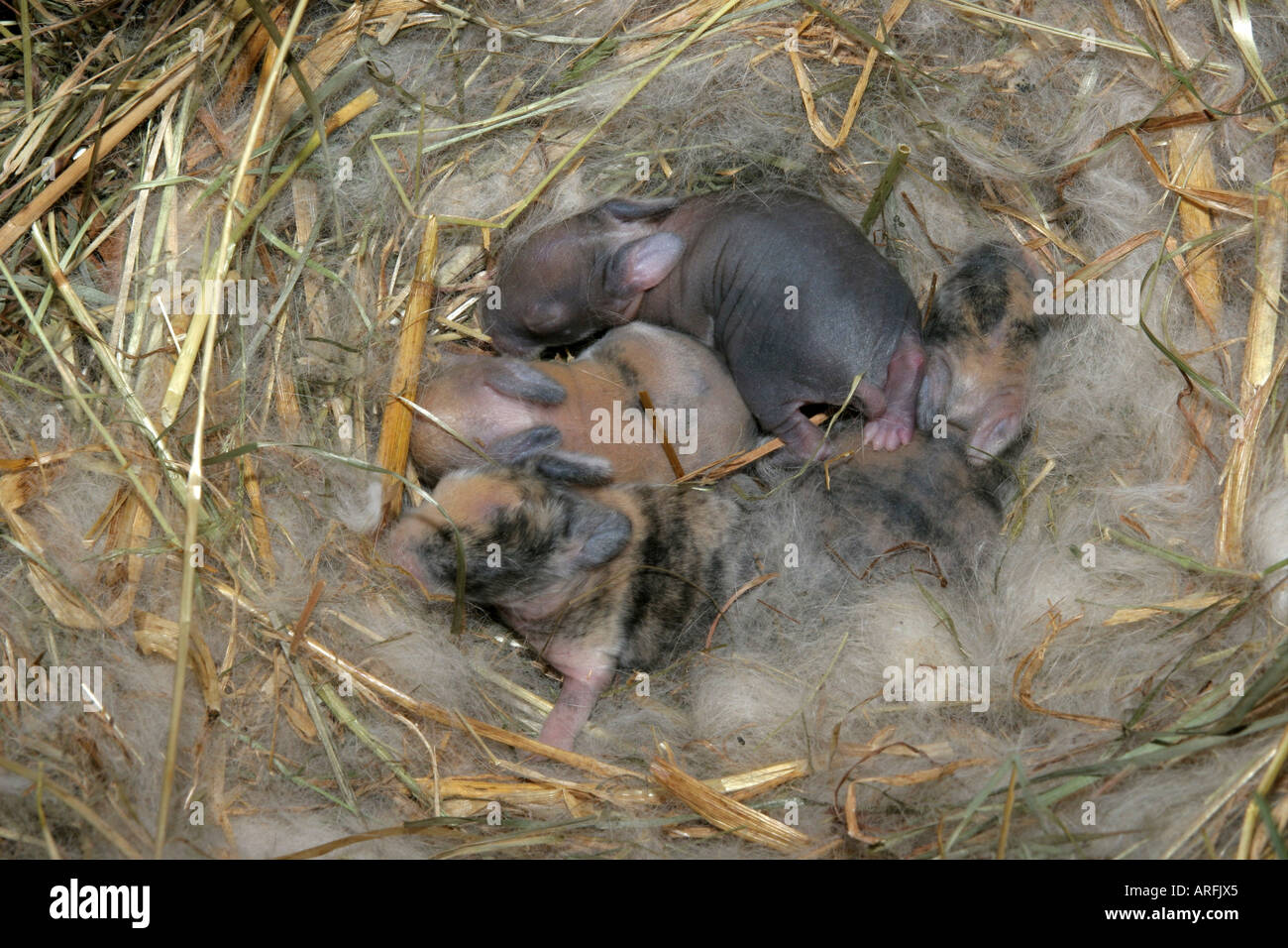 Rabbit nest offspring hi-res stock photography and images - Alamy