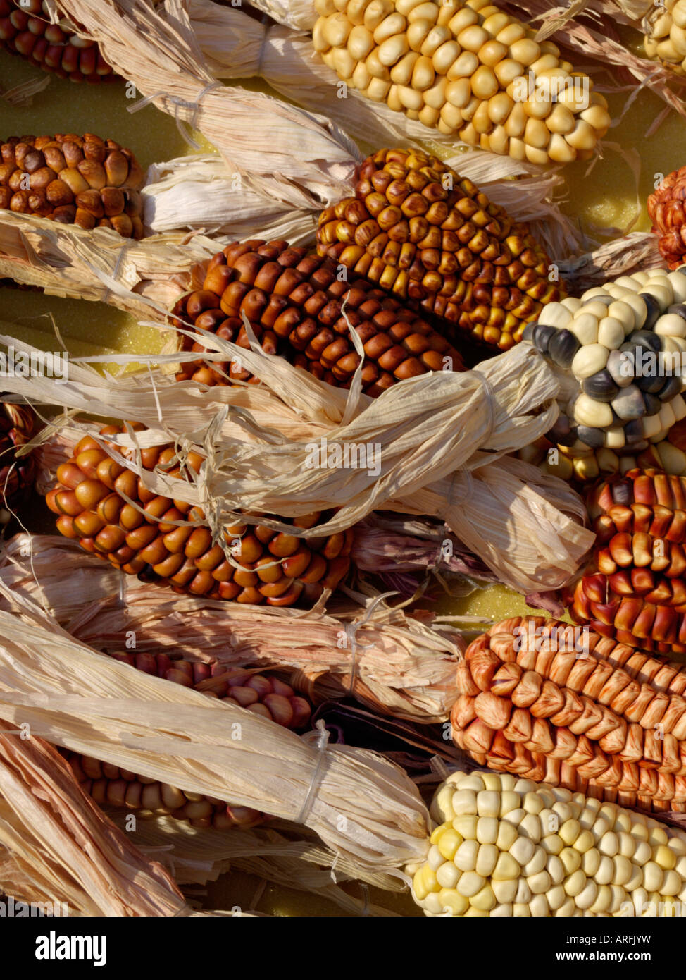 Corn (Zea mays Stock Photo - Alamy