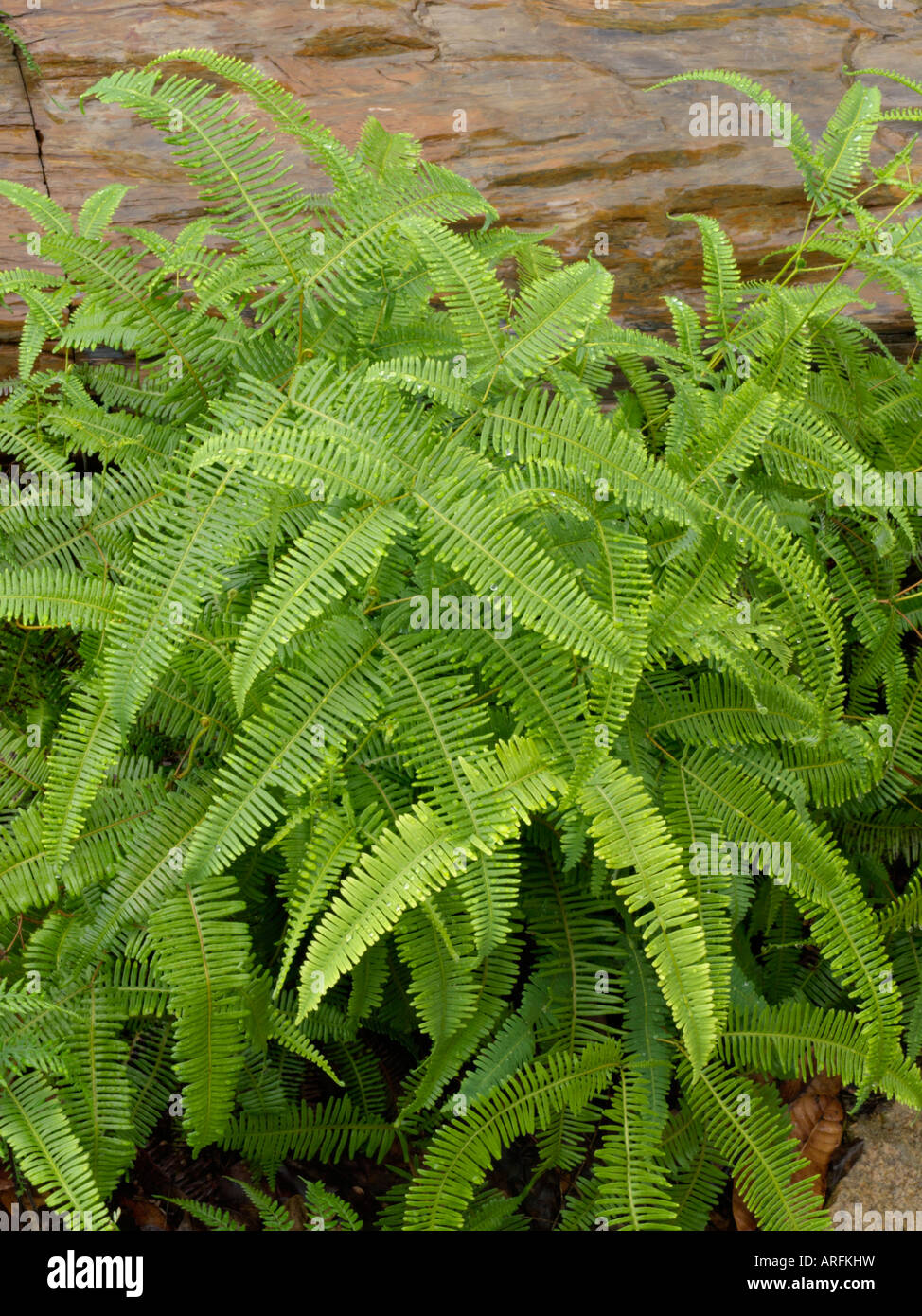 Gleichenia linearis hi-res stock photography and images - Alamy