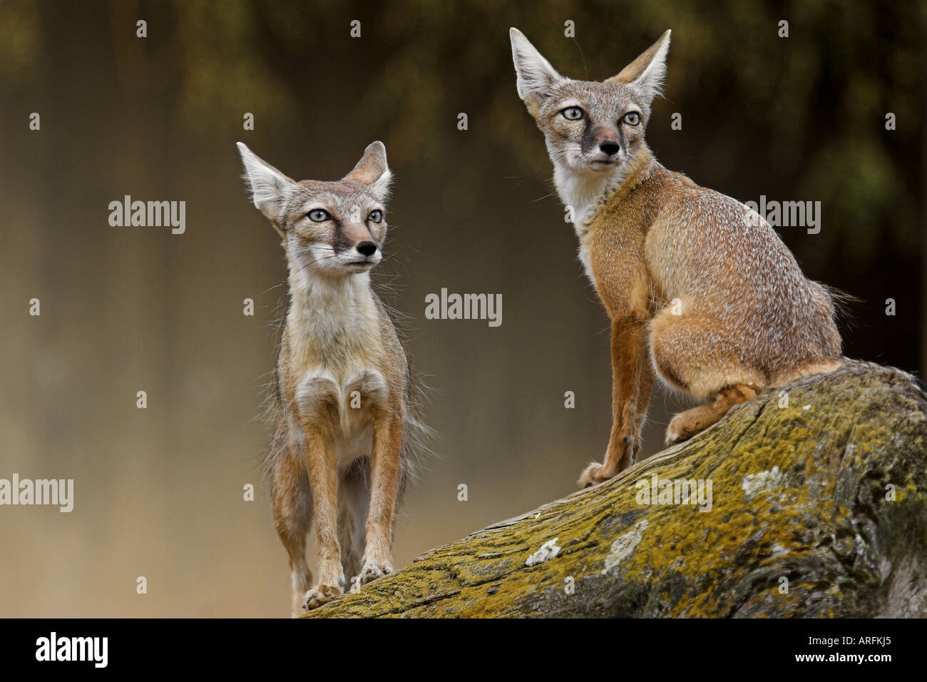 corsac fox, red fox (Vulpes corsac), two animals, Germany Stock Photo ...