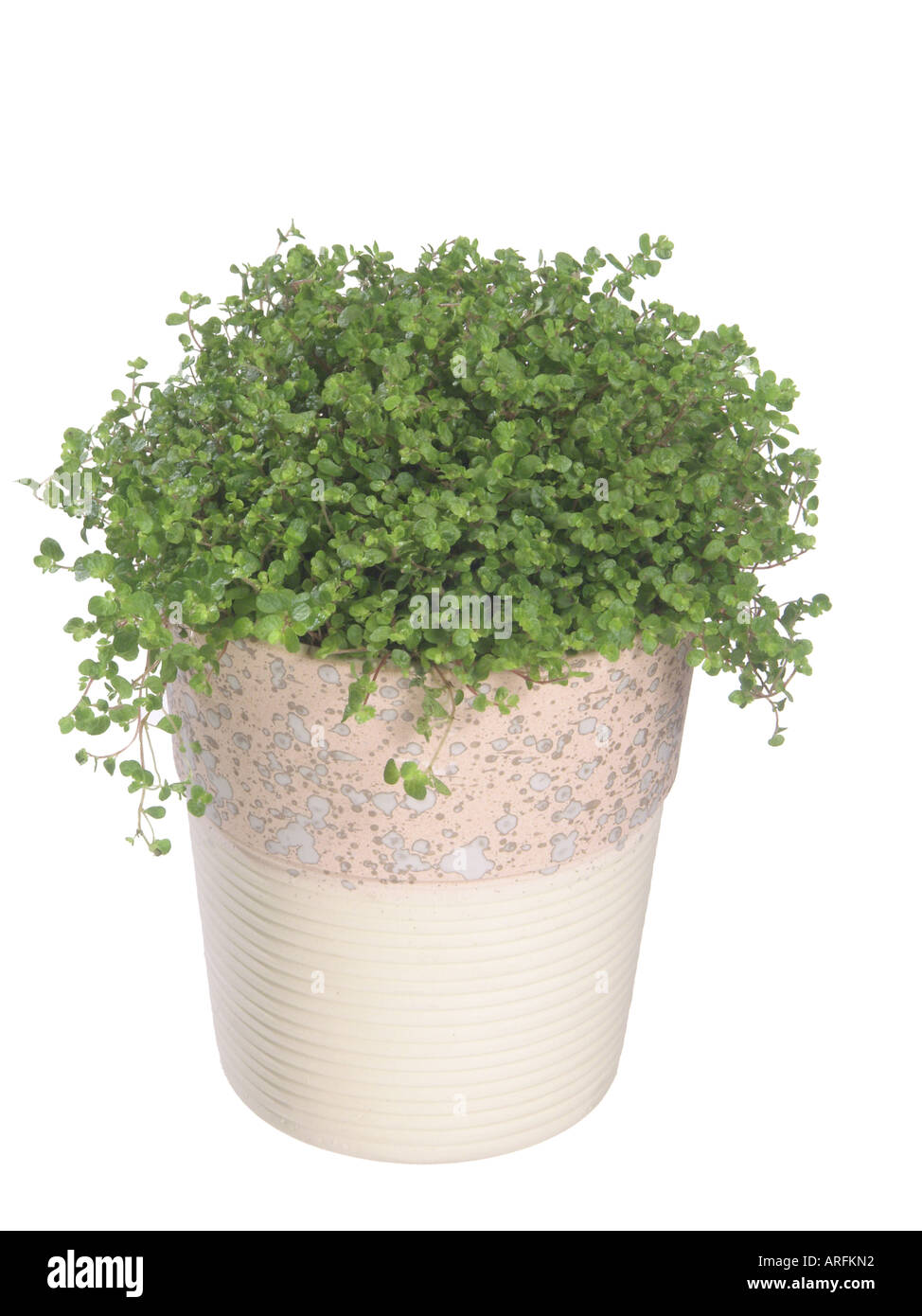 Angels'Tears, Baby's Tears (Soleirolia soleirolii), potted plant Stock ...