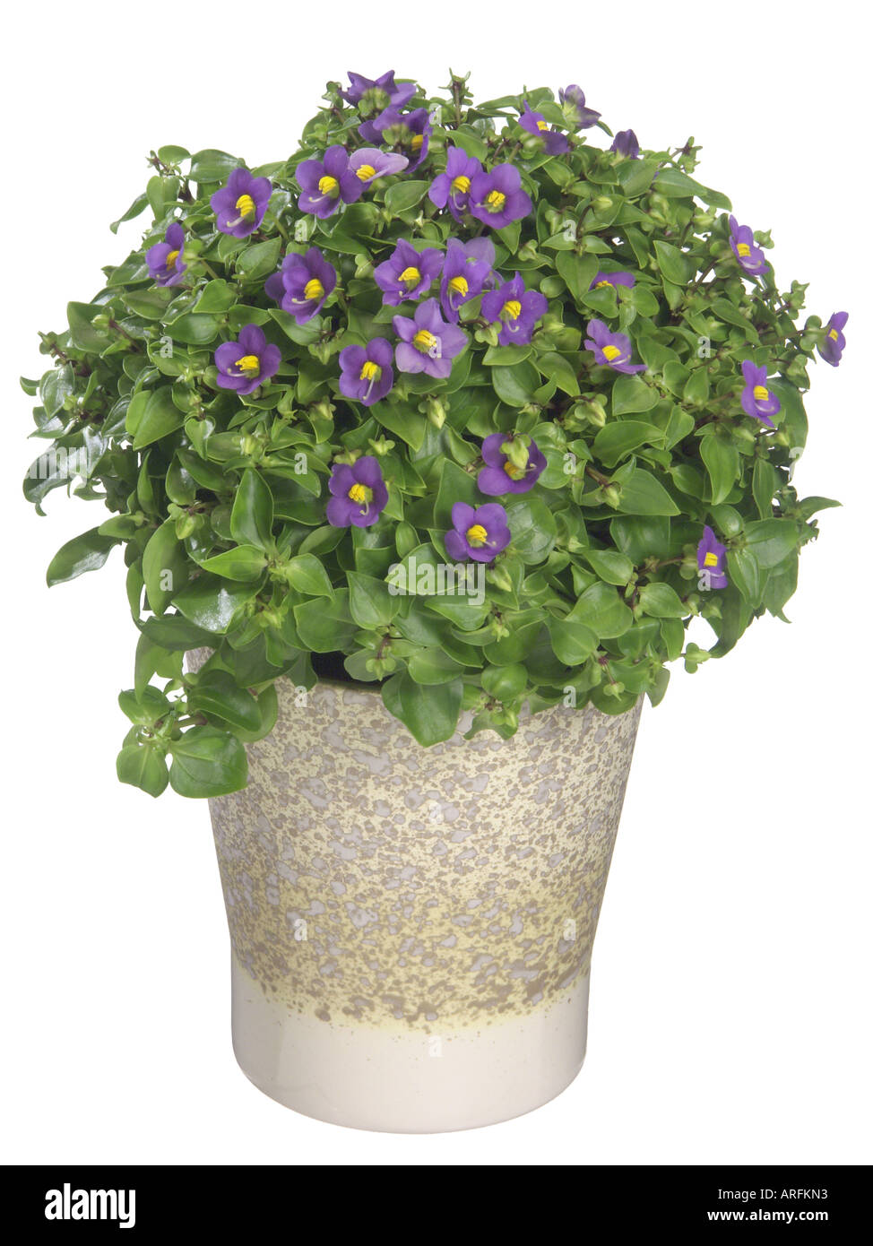 Persian violet, German violet, Tiddly twinks (Exacum affine), potted ...