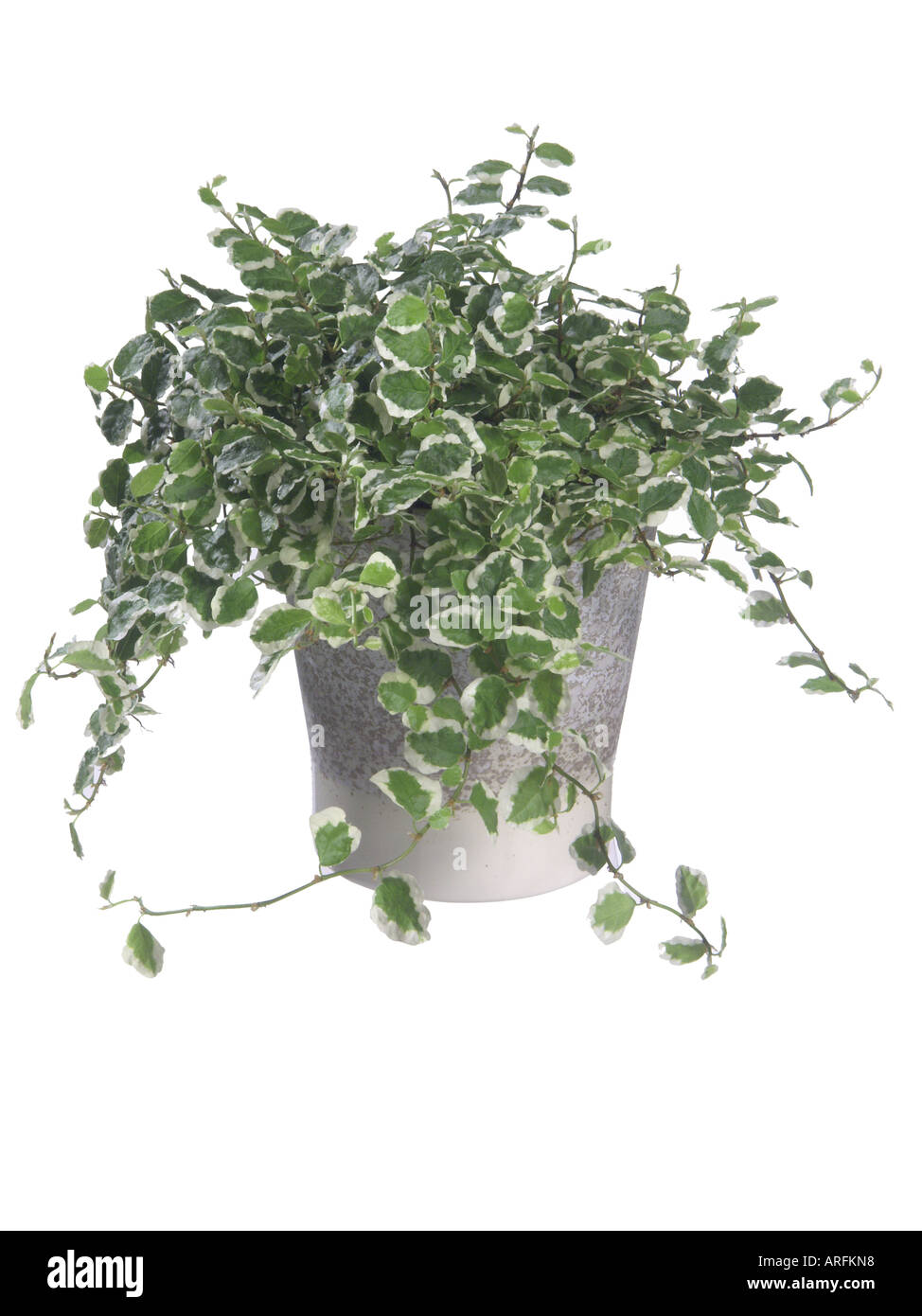 Creeping Fig, Fig Vine (Ficus pumila), cv. Sonny, potted plant Stock ...