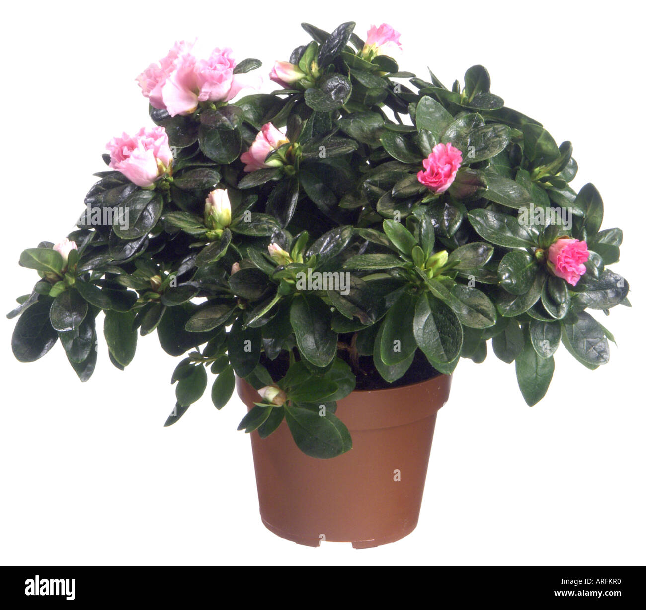 Azalea, Formosa Azalea, Sim's Azalea, (Rhododendron simsii), potted ...