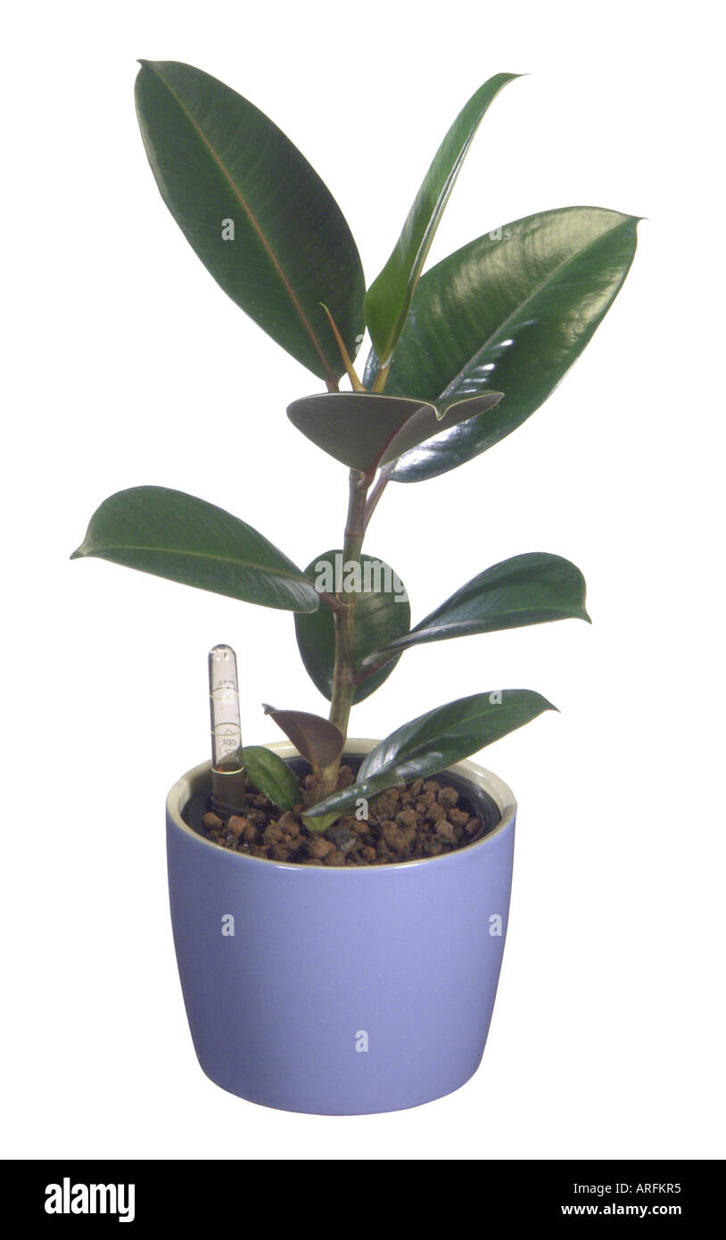 Indian rubber tree hi-res stock photography and images - Alamy