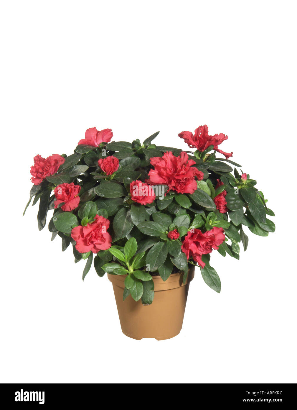 Azalea, Formosa Azalea, Sim's Azalea, (Rhododendron simsii), potted ...