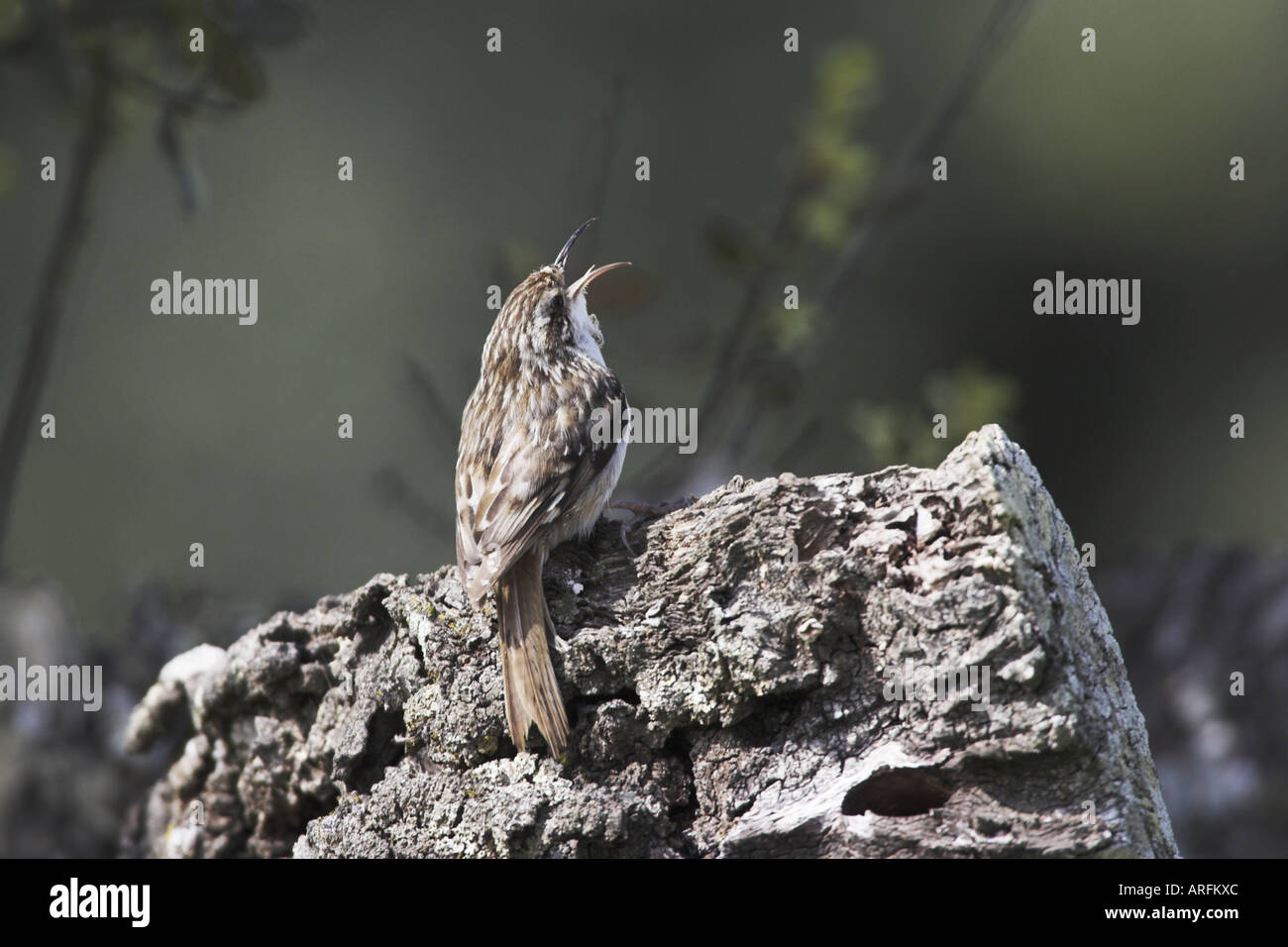 M brachydactyla hi-res stock photography and images - Alamy