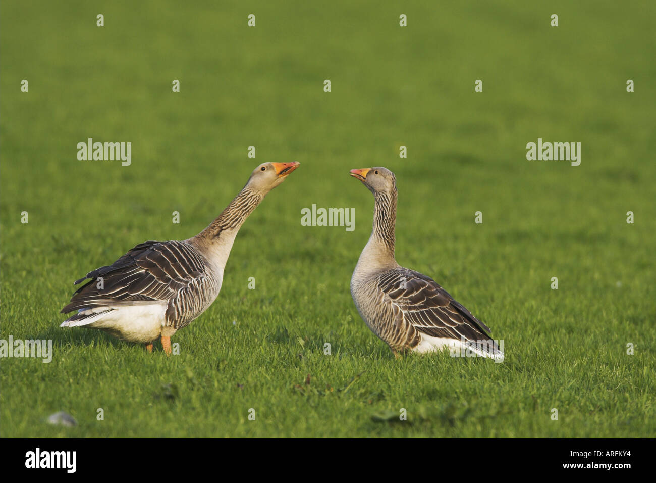 greylag goose (Anser anser), pair, Netherlands, Texel Stock Photo - Alamy