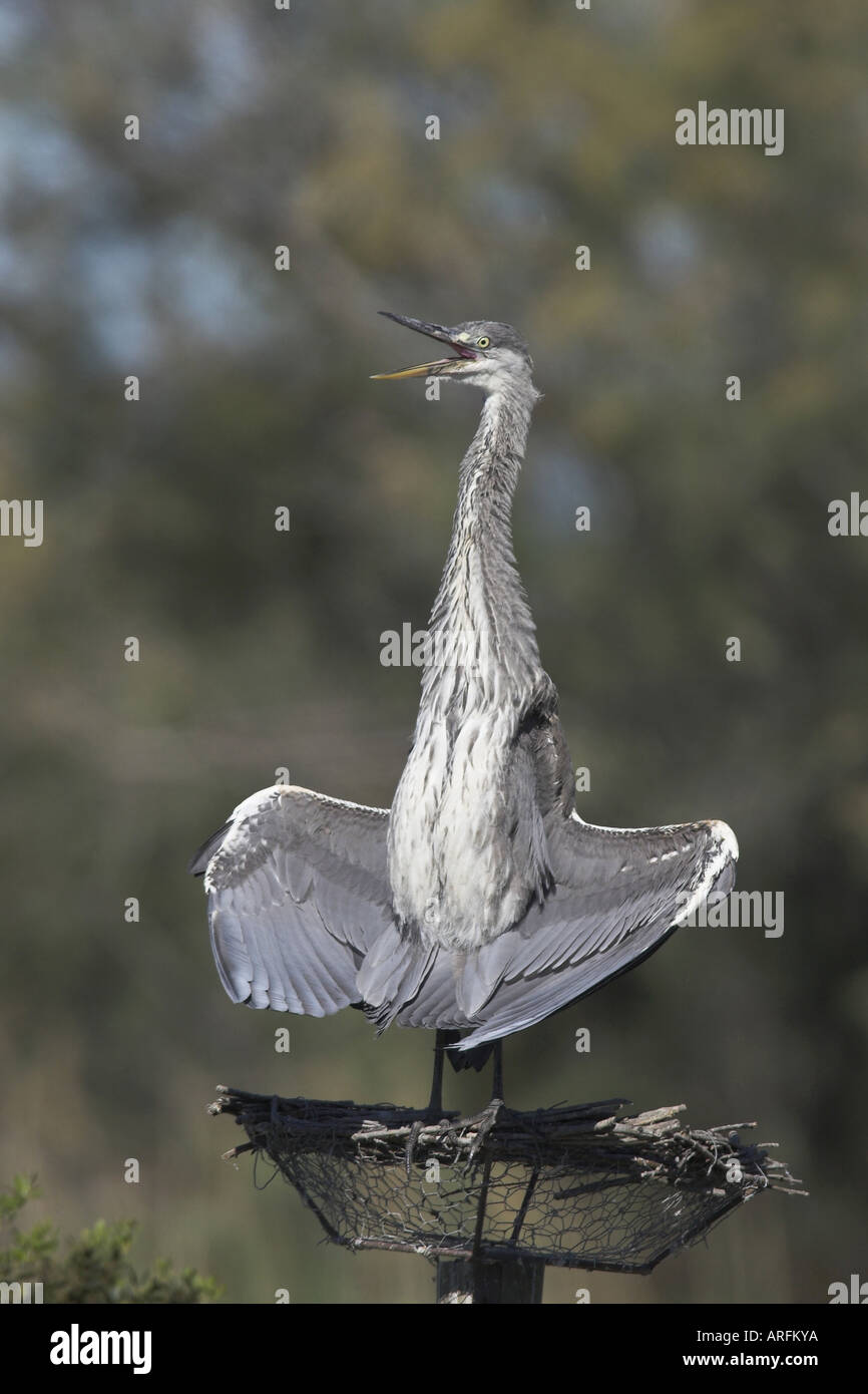 grey heron (Ardea cinerea), sunbathing juvenile bird, France, Camargue ...
