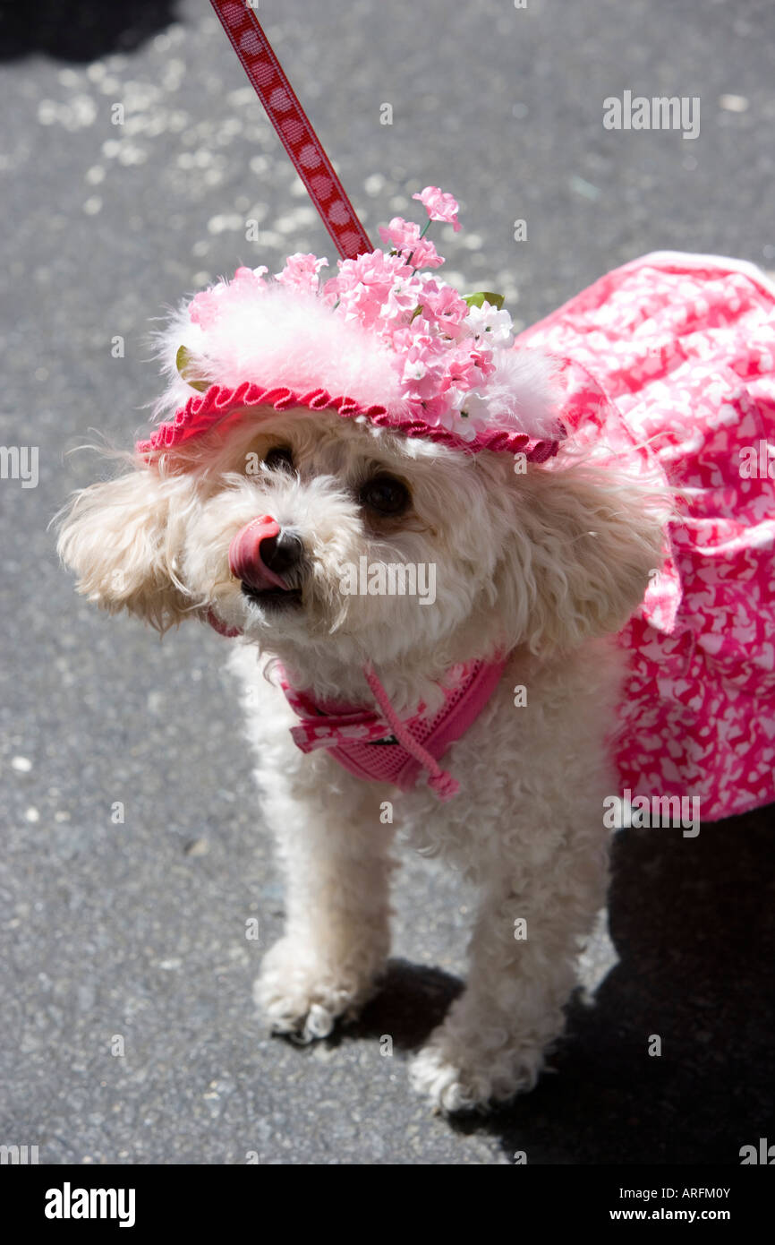 Bijon frise hi-res stock photography and images - Alamy