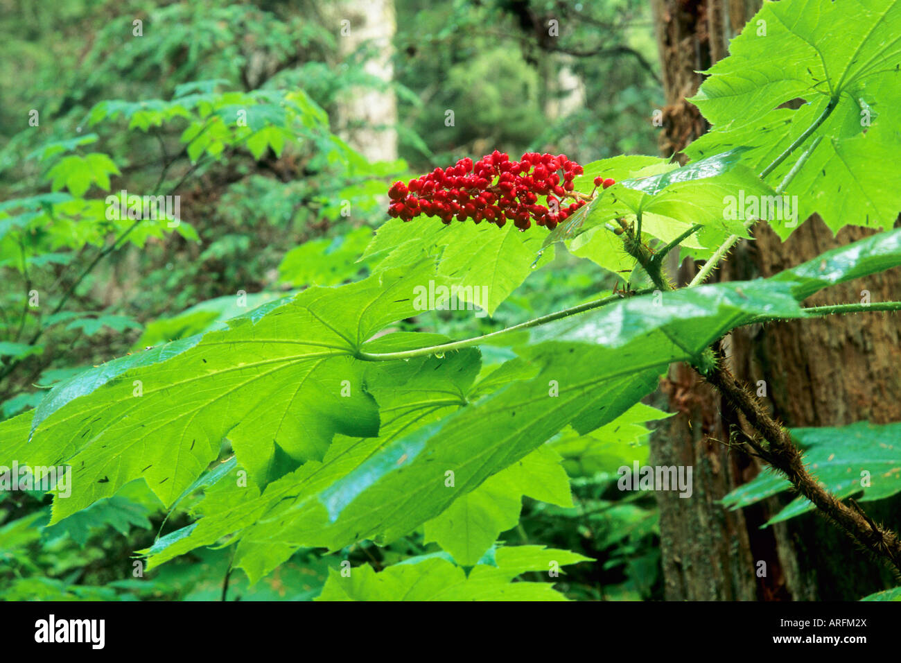 Devil's Club, native plant to the Pacific Northwest Cascade mountains ...