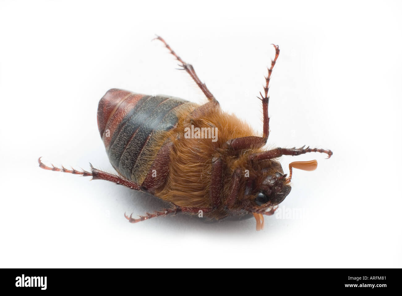 Christmas beetle hi-res stock photography and images - Alamy