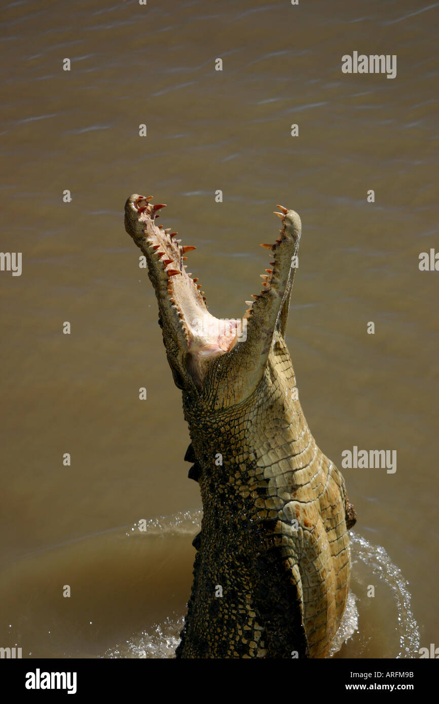 Jumping crocodile darwin hi-res stock photography and images - Alamy