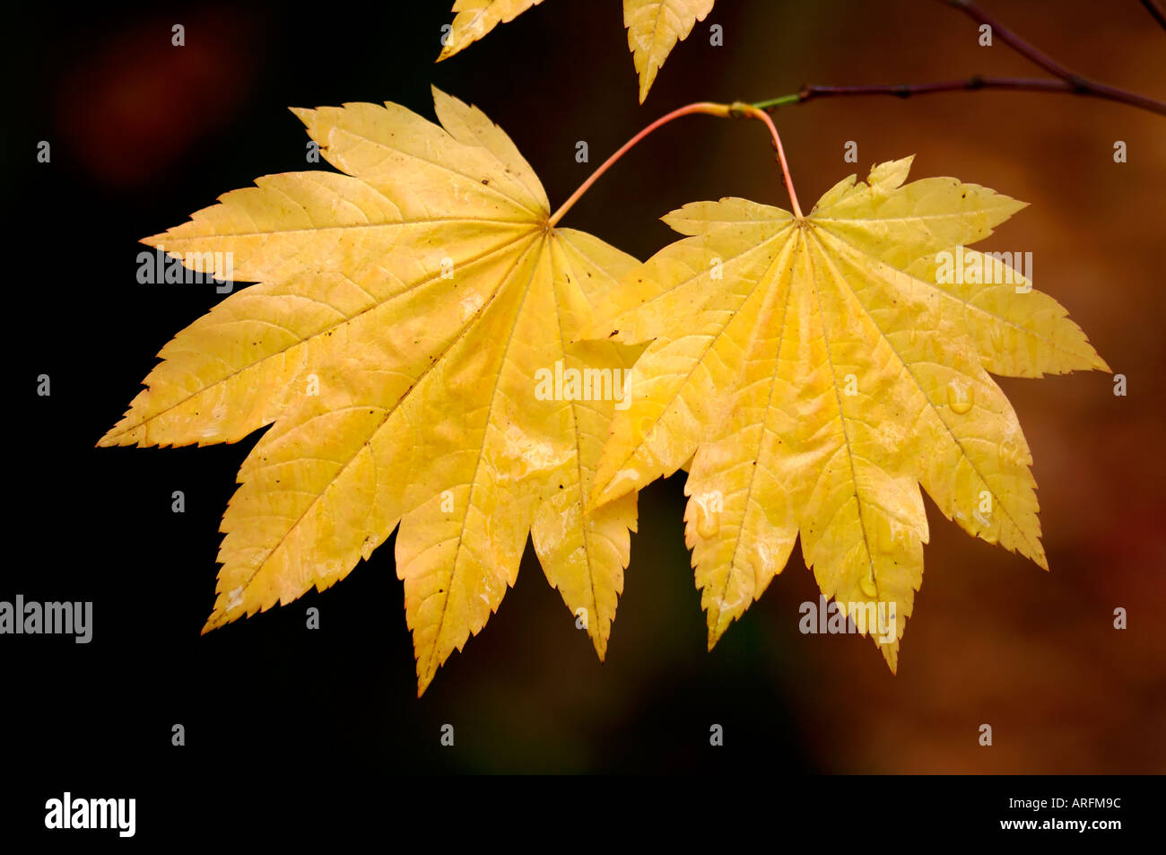 Fiery maple leaves closeup hi-res stock photography and images - Alamy