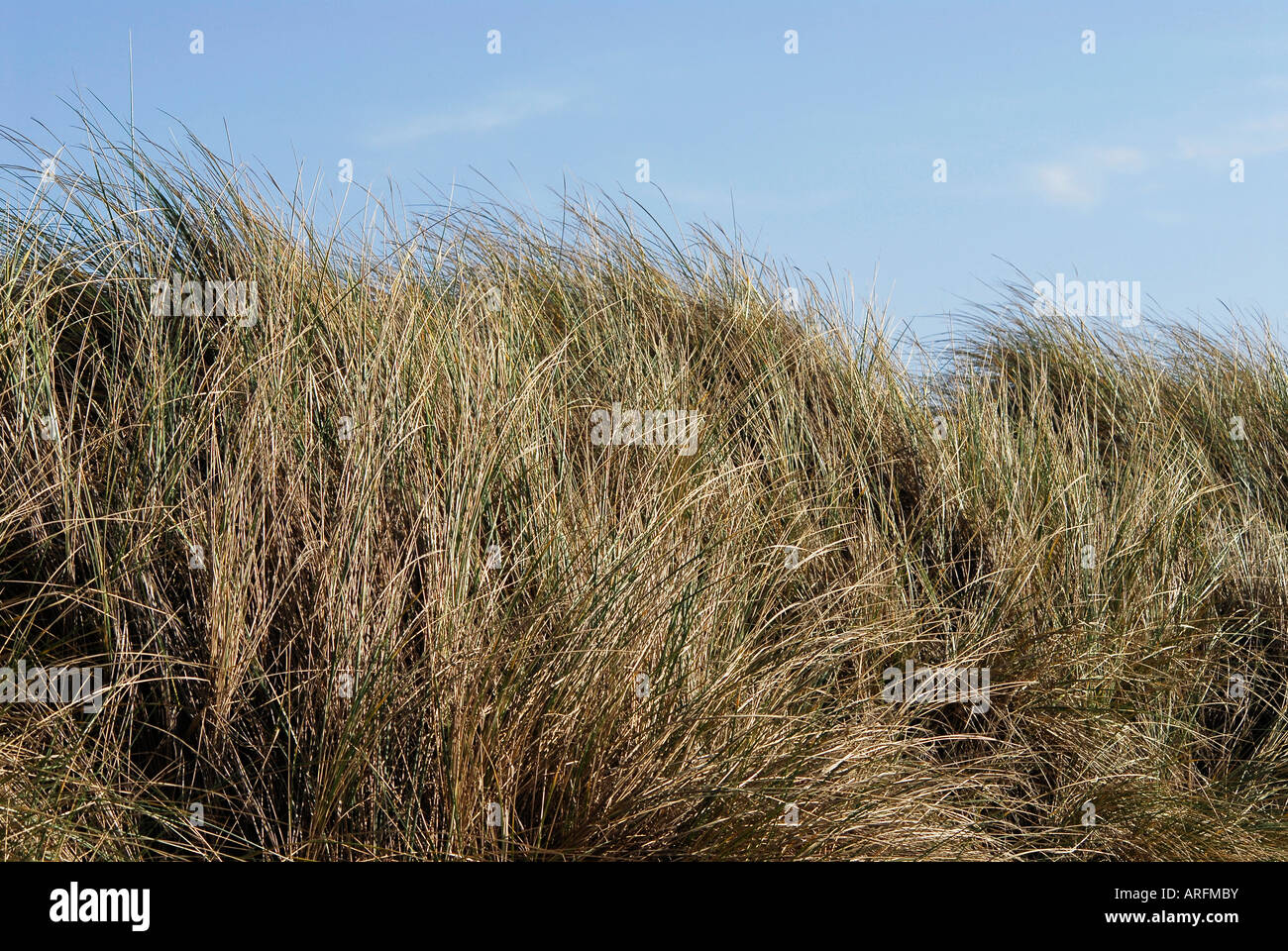 Coastal seagrass hi-res stock photography and images - Alamy