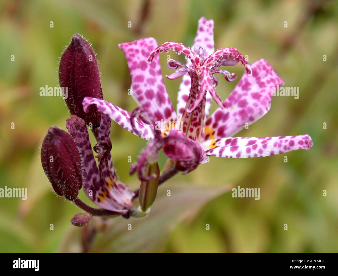 toad lily (Tricyrtis formosana), flower Stock Photo - Alamy