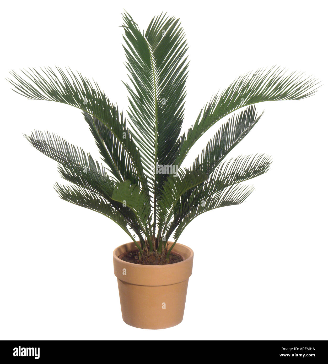 sago palm (Cycas revoluta), potted plant Stock Photo - Alamy