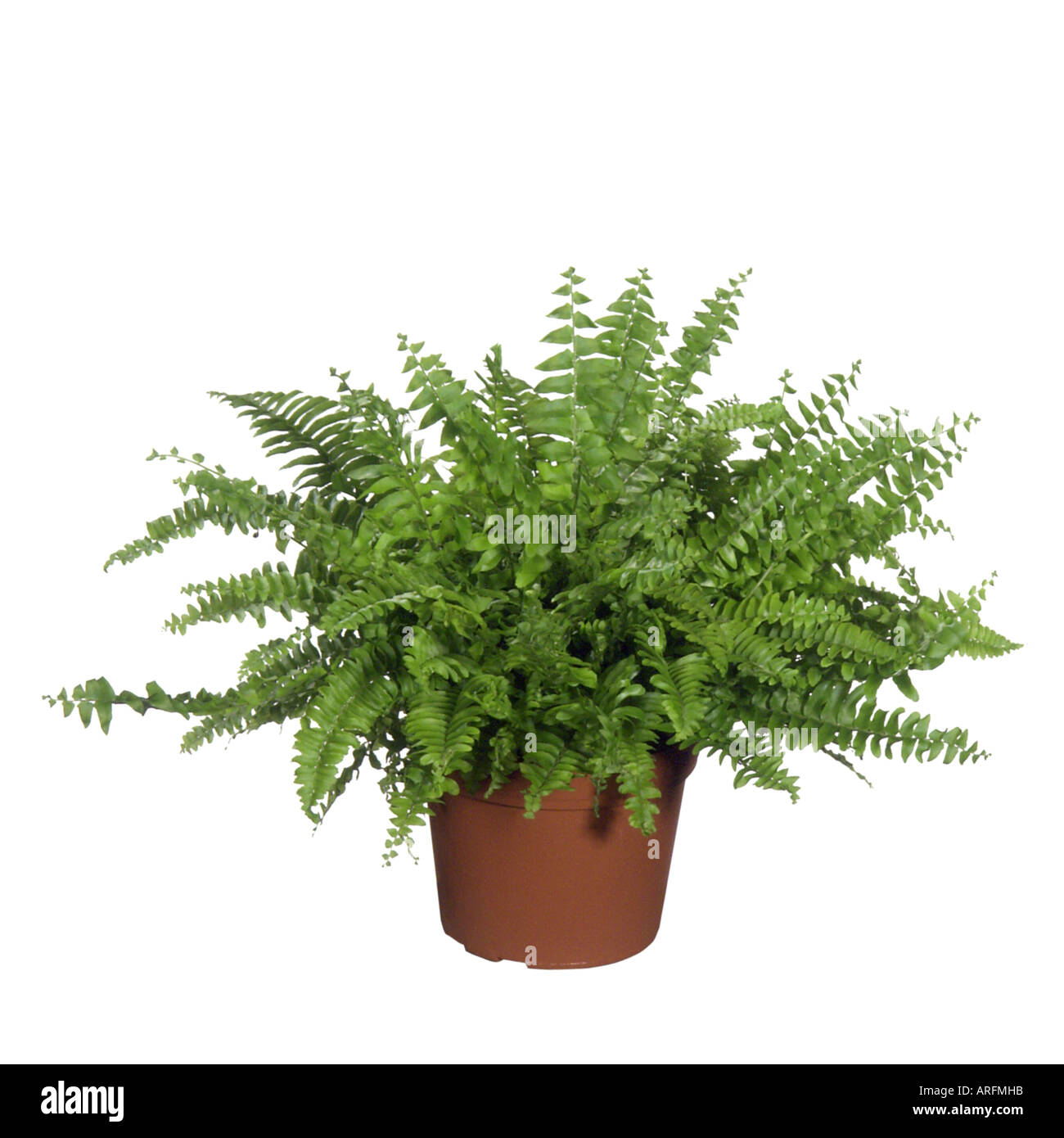 boston fern (Nephrolepis exaltata), potted plant Stock Photo - Alamy